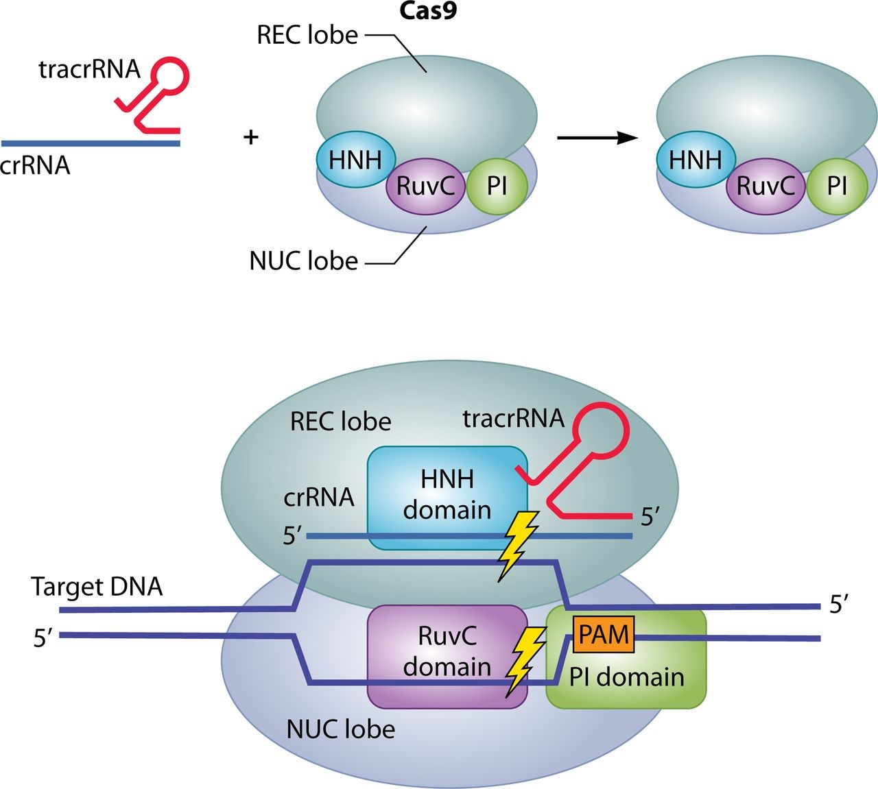 The Era of CRISPR/Cas Technology - IBL America Online Store