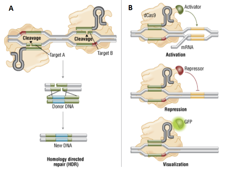 The Era of CRISPR/Cas Technology - IBL America Online Store