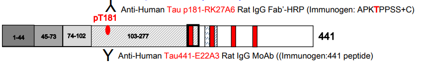 Tau / Phosphorylated Tau ELISA kits - IBL America Online Store