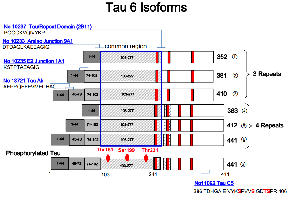 Tau / Phosphorylated Tau ELISA kits - IBL America Online Store