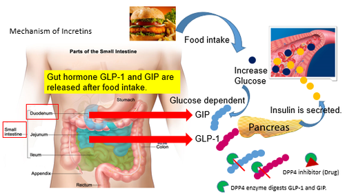 Total Glucose-dependent Insulinotropic Peptide (GIP) ELISA, 27203 (RUO ...