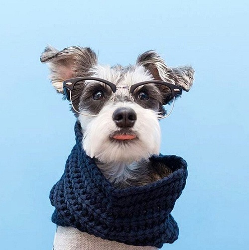 Infinity Dog Scarf - Red | Fab Dog at PupRwear