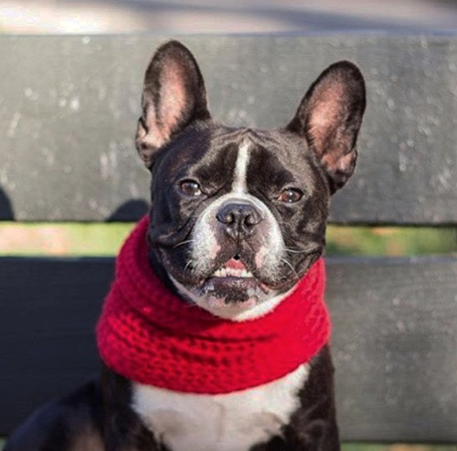 Infinity Dog Scarf - Red | Fab Dog at PupRwear
