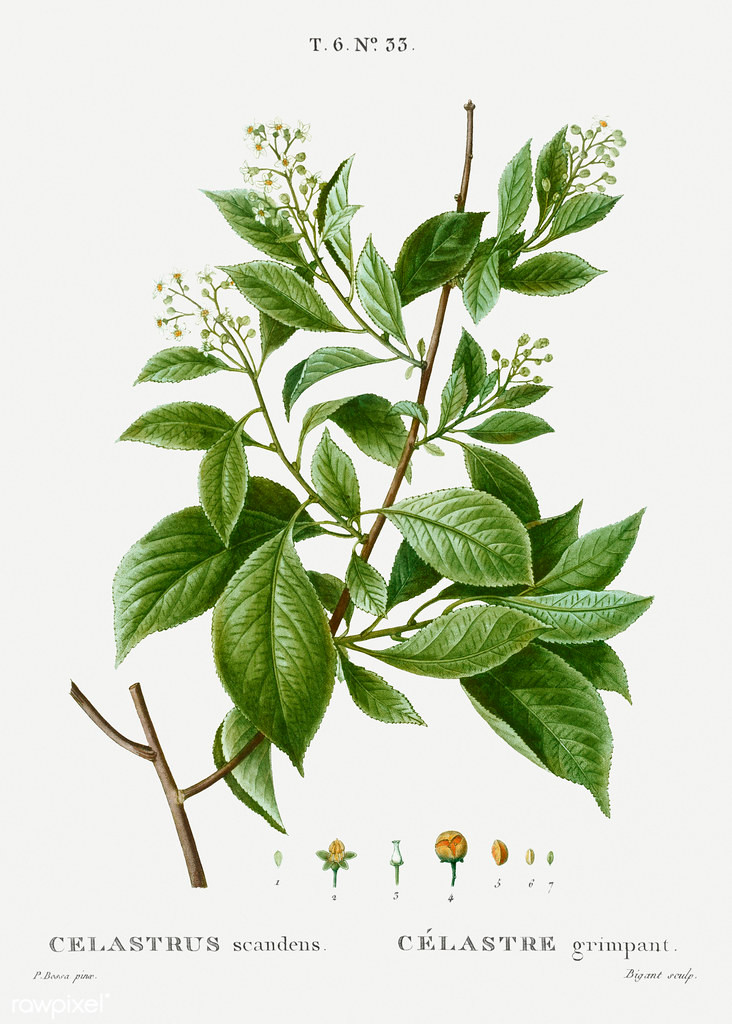 Celastrus scandens