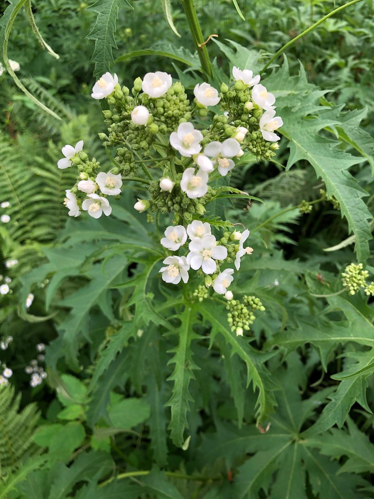 Napaea dioica | Odyssey Perennials