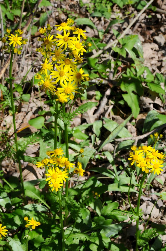 Packera obovata