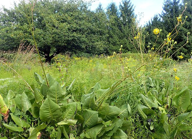 Silphium terebinthinaceum