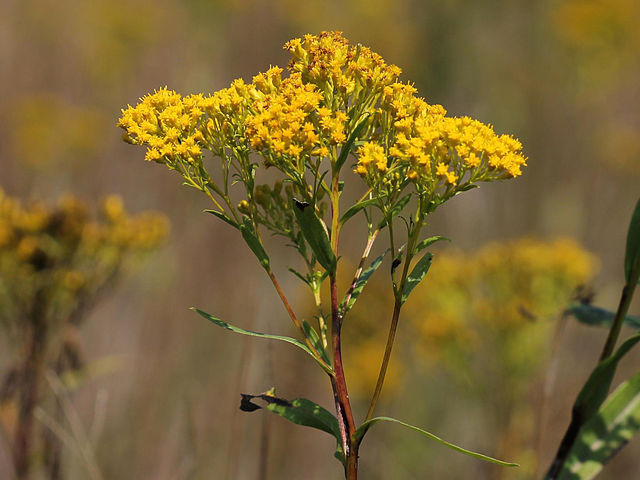 Solidago ohioensis
