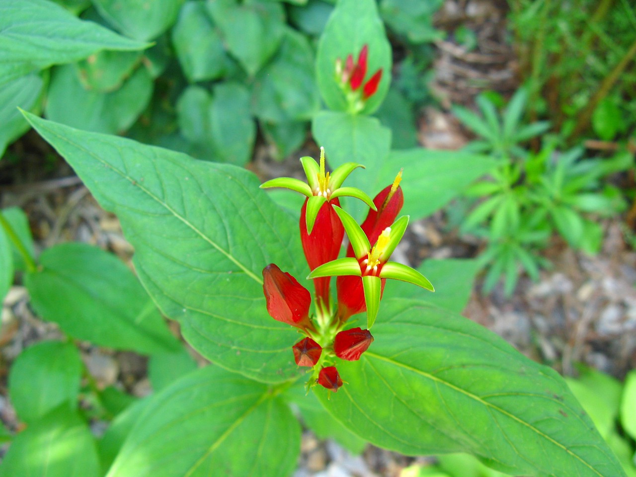 Spigelia marilandica