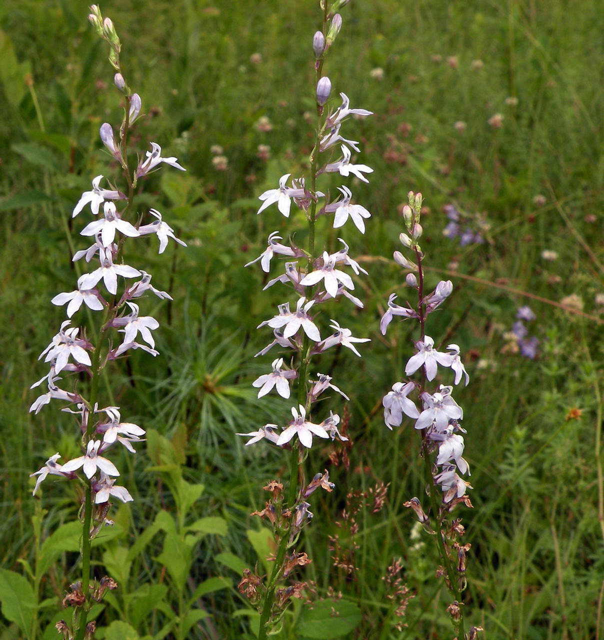 Lobelia Spicata Odyssey Perennials