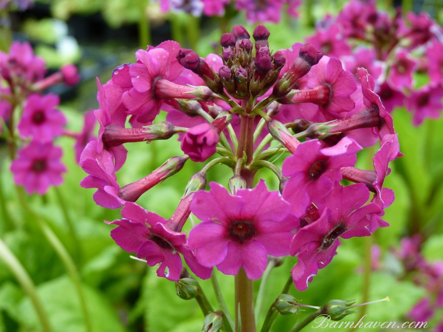 Primula japonica Barnhaven pink hybrids
