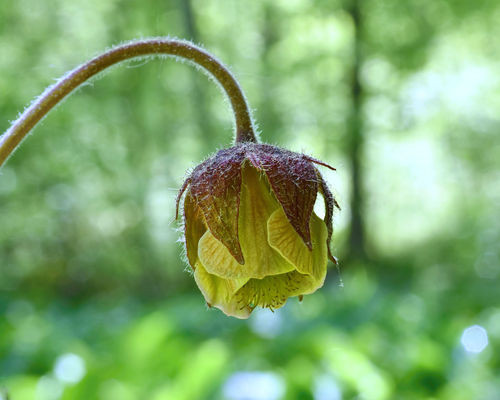 Geum rivale 'Lemon Drops'