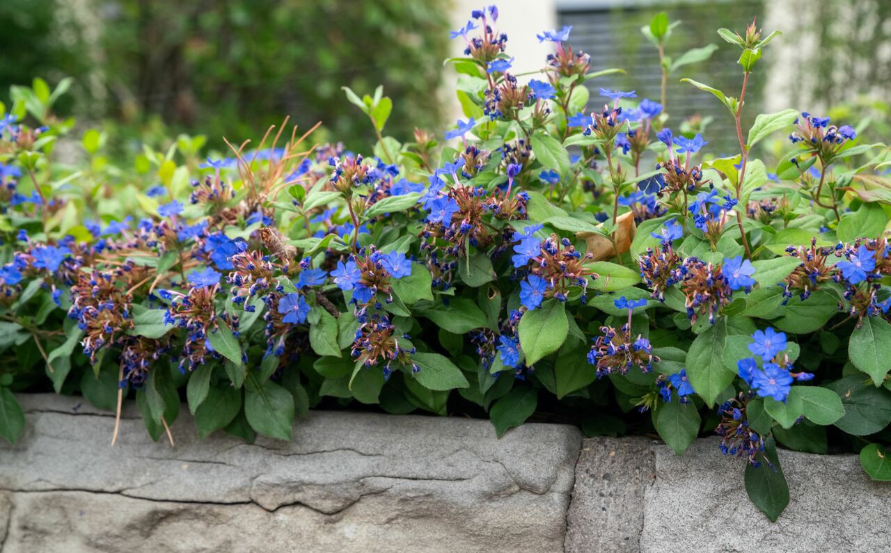 Ceratostigma plumbaginoides