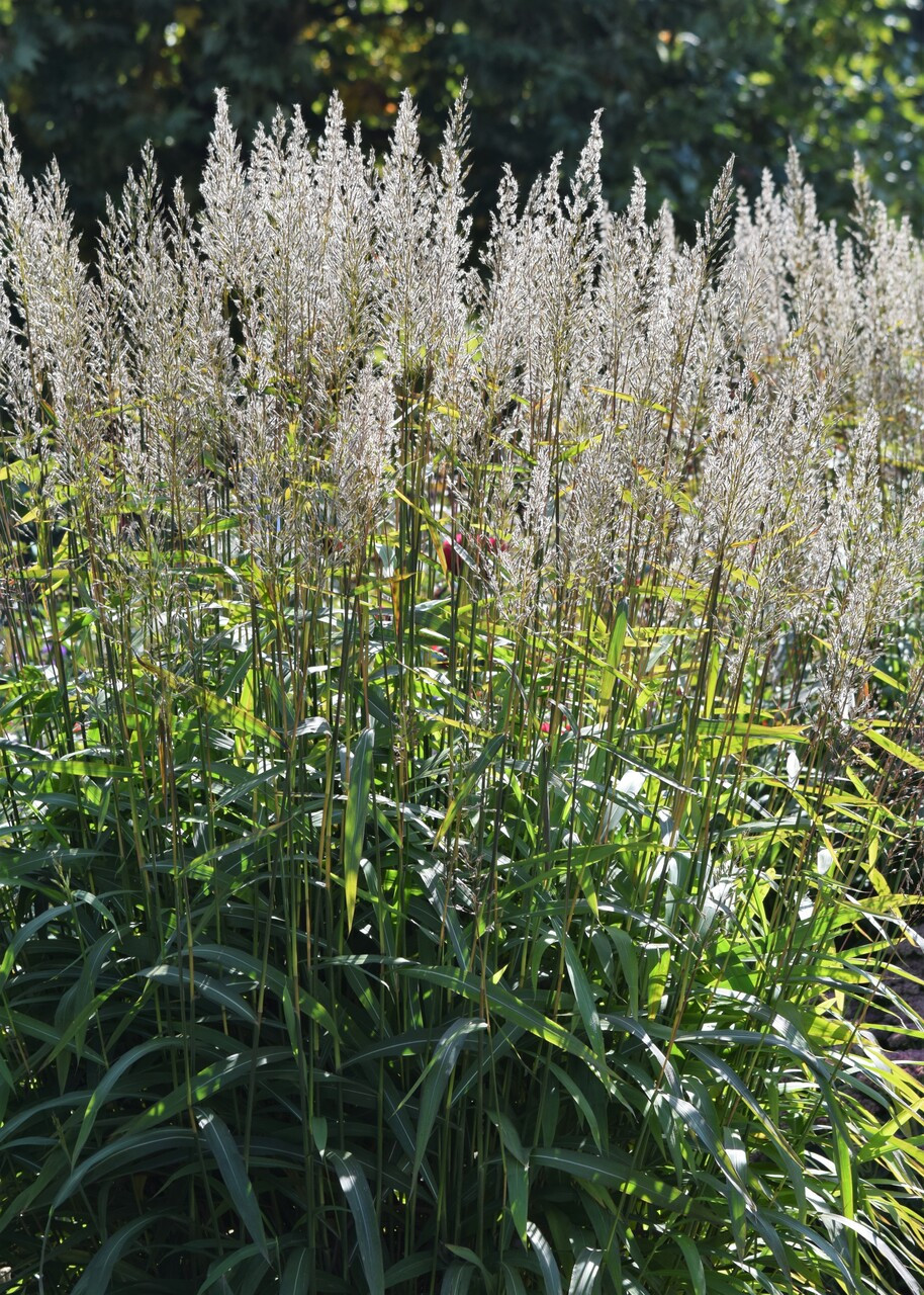 Spodiopogon sibiricus | Odyssey Perennials