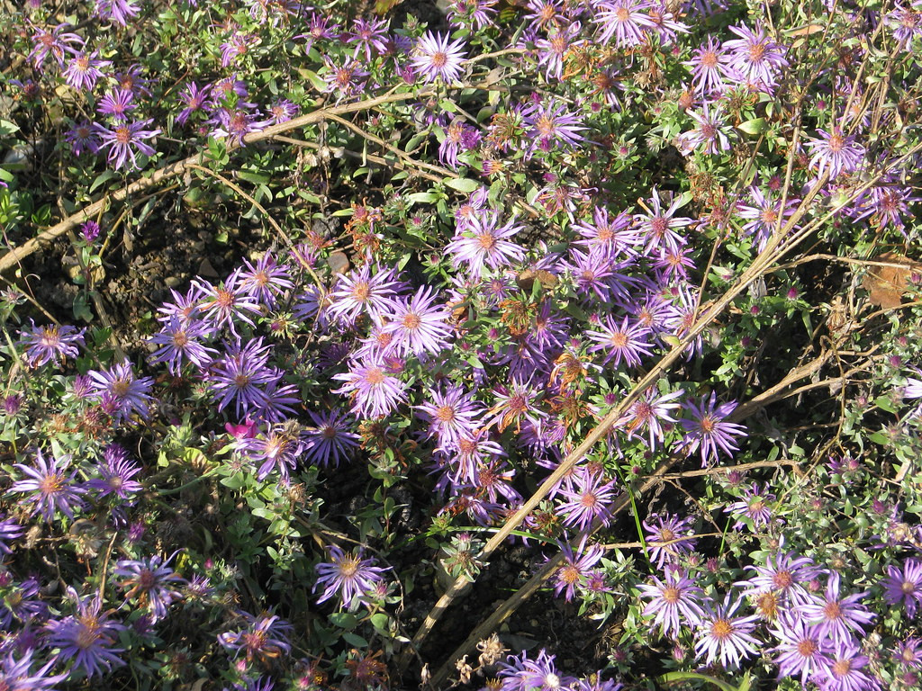 Aster sericeus