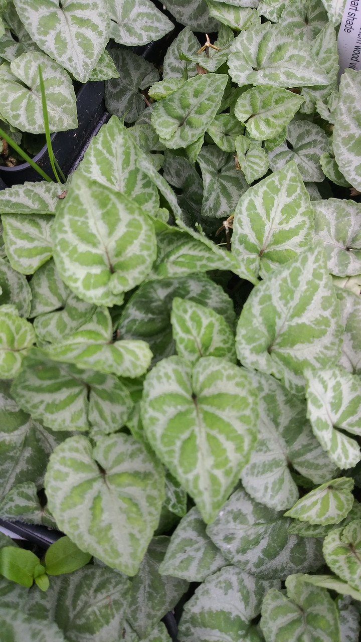 Viola hirsutula variegated form | Odyssey Perennials