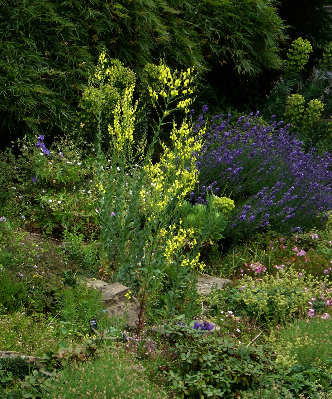 Linaria dalmatica`