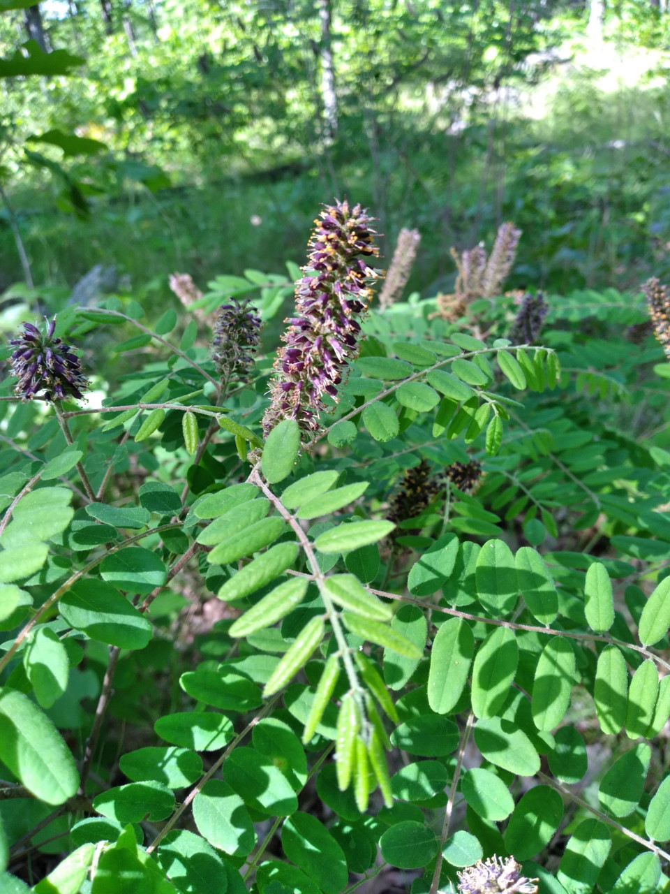 Amorpha canescens
