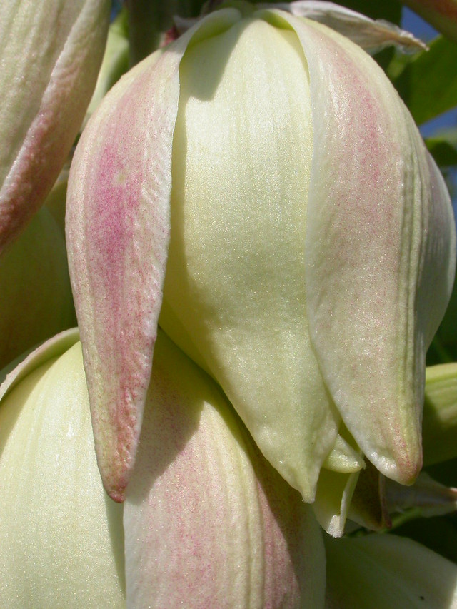 Yucca glauca pink-flowered form