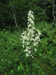 Veratrum virginicum (Melanthium virginicum)