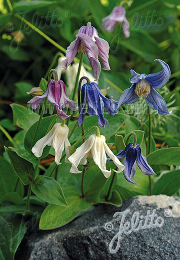 Clematis integrifolia 'Mongolian Bells'