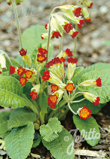 Primula veris 'Sunset Shades'