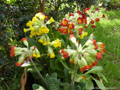 Primula veris Coronation | Odyssey Perennials