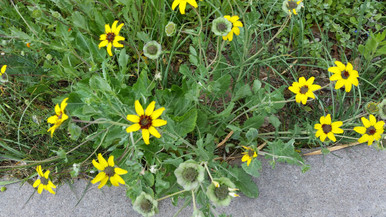Berlandiera lyrata | Odyssey Perennials