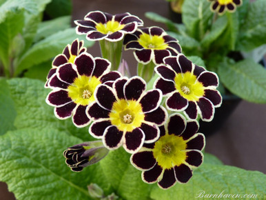 Primula polyanthus Gold Lace | Odyssey Perennials