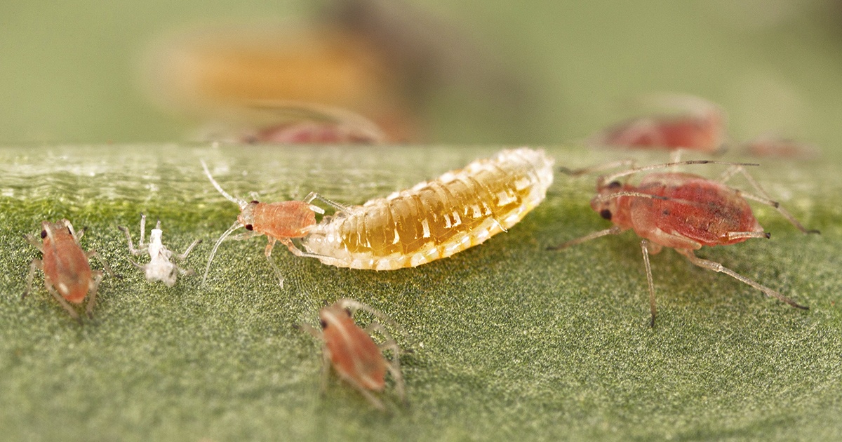 Aphidend – Gall Midge for Aphid Control