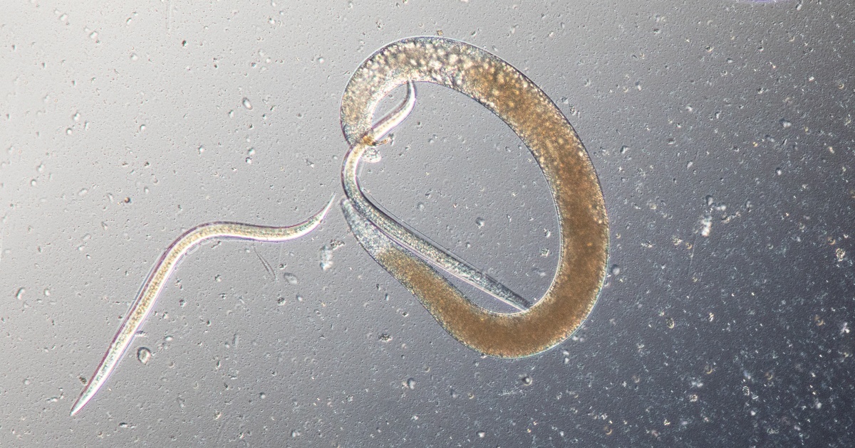 Capsanem (OMRI) – Nematode for Caterpillar Control