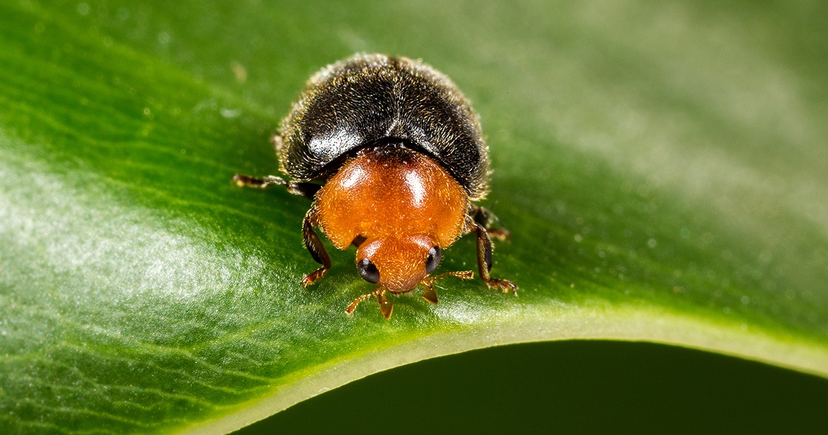 Cryptobug – Lady Beetle for Mealybug Control