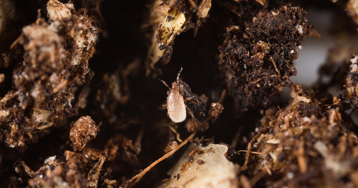 Entomite-M – Predatory Mite for Fungus Gnat