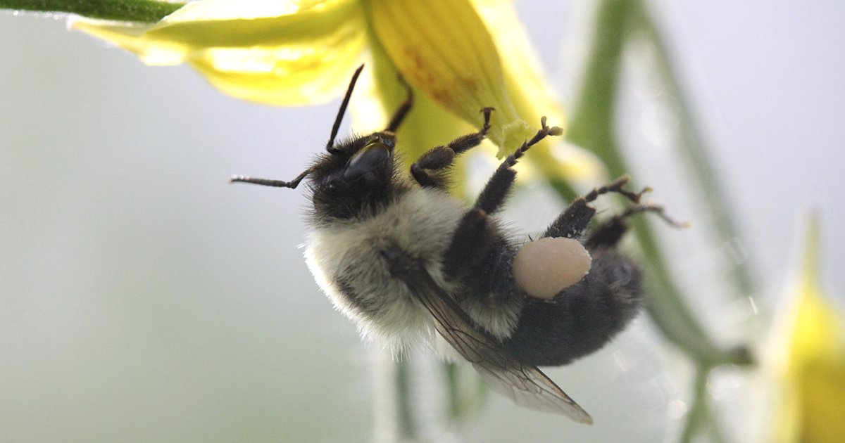 Natupol Excel "Startup" - Bumblebee Hive for Pollination