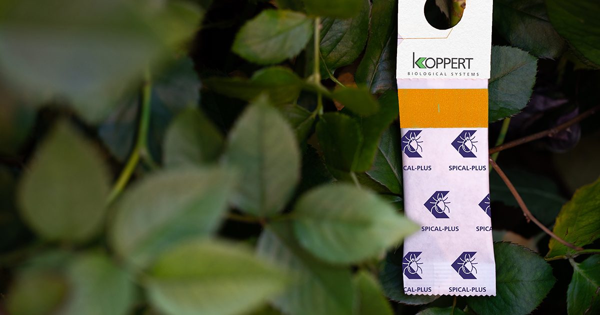 Spical PLUS – Predatory Mite Sachets for Spider Mite Control