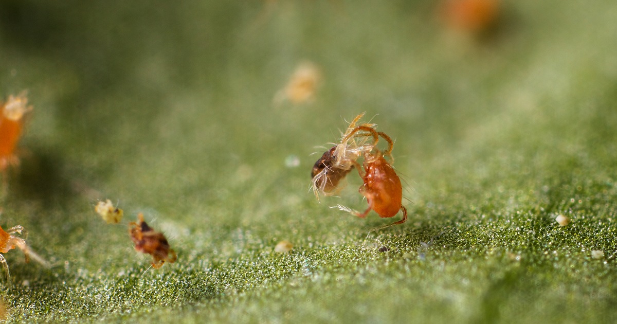 Spidex Vital Bottle – Predatory Mite for Spider Mite Control