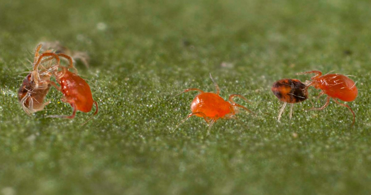 Spidex Boost – Predatory Mite Sachets for Spider Mite Control