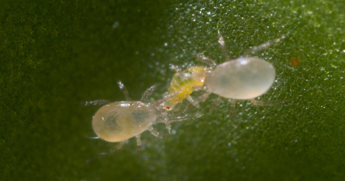 Swirski-Mite – Predatory Mite for Thrips and Mite Control