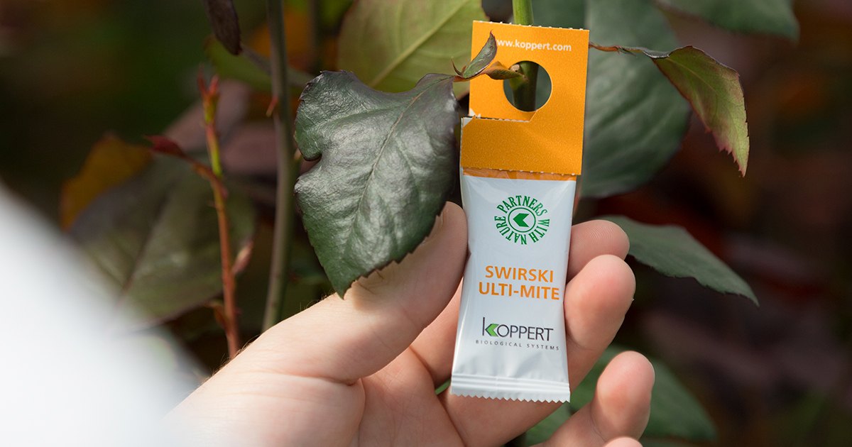 Swirski-Mite Ulti-Mite – Predatory Mite Sachets for Thrips Control