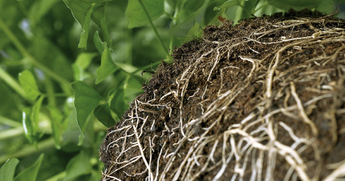 Trianum-P (500g) for Root Pathogen Control