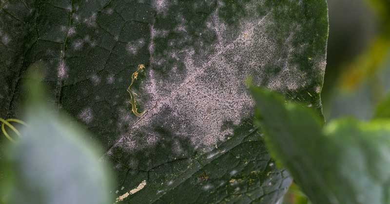 by Pest - Powdery mildew | Natural Enemies Organic Chemical-Free Pest ...