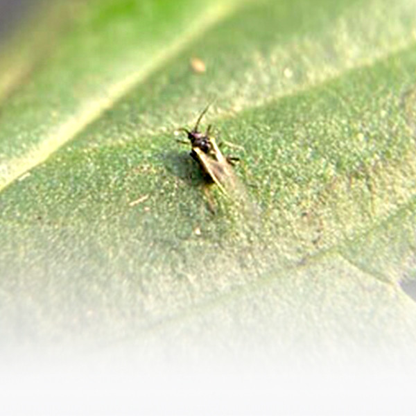 Natural Enemies Biocontrol