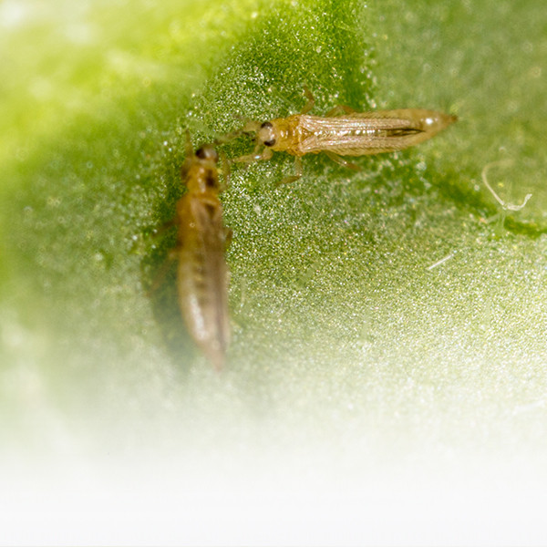 Natural Enemies Biocontrol