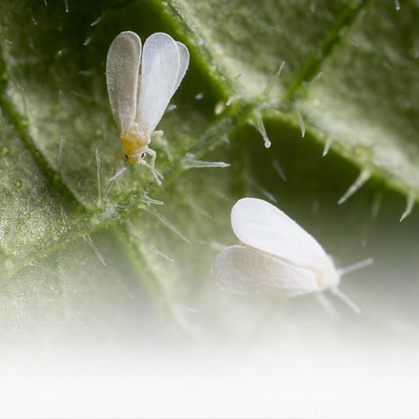 Natural Enemies Biocontrol