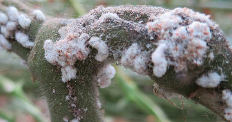 by Pest - Mealybugs and Scale | Natural Enemies Organic Chemical-Free Pest Control