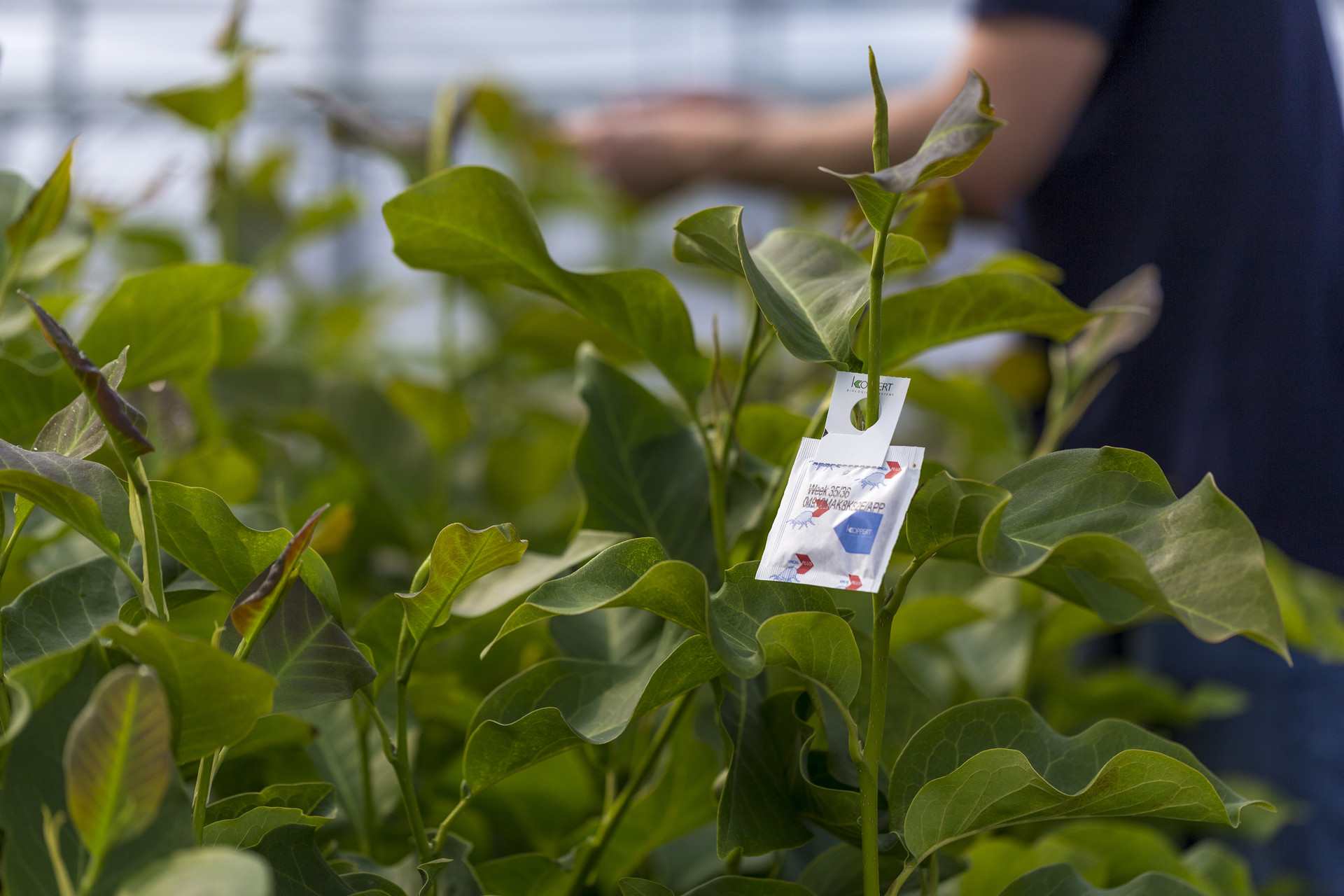 Predators & Parasites - Natural Enemies Organic Chemical-Free Pest Control