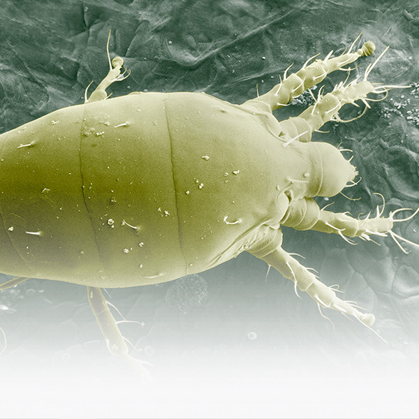 Natural Enemies Biocontrol