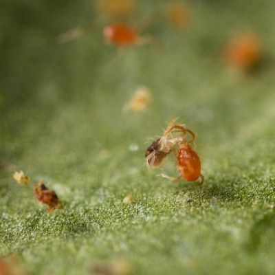 Shop - Predators & Parasites - Natural Enemies