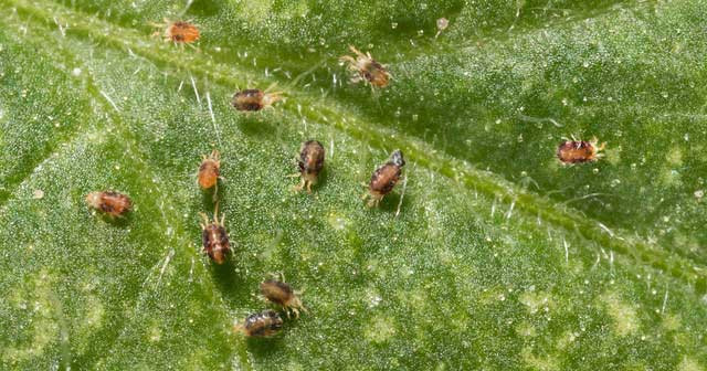 by Pest - Spider Mites | Natural Enemies Organic Chemical-Free Pest Control