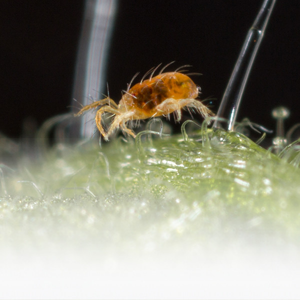 Natural Enemies Biocontrol